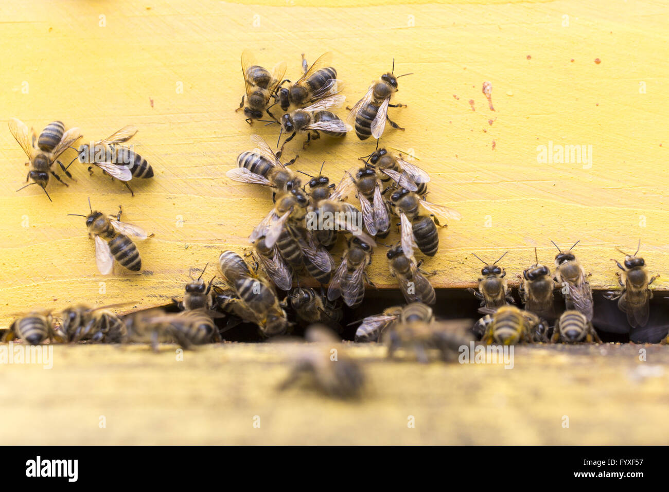 Honey bees in yellow beehive Stock Photo - Alamy