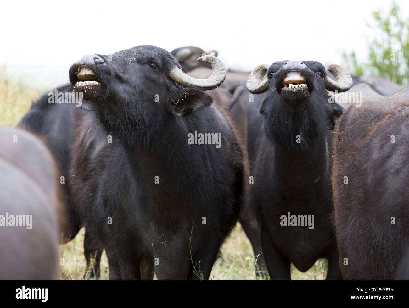 Buffalos in a dairy farm Stock Photo - Alamy