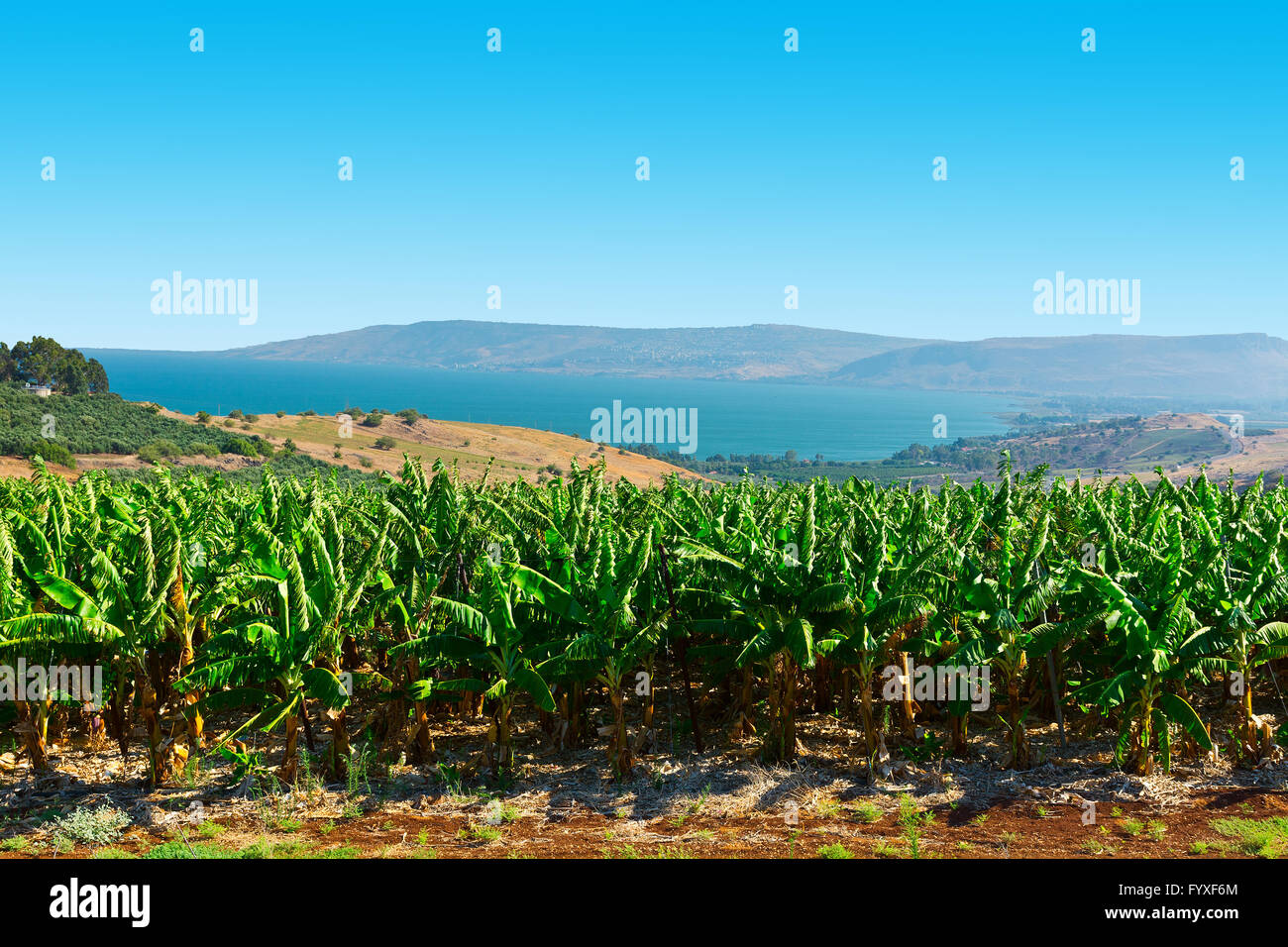 Holy banana tree hi-res stock photography and images - Alamy