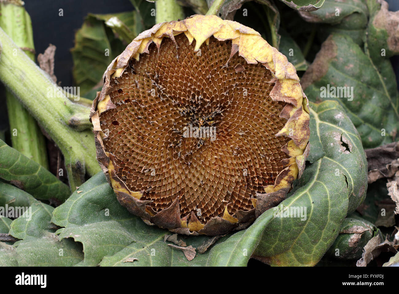 Close up image of empty sunflower seed crown Stock Photo - Alamy