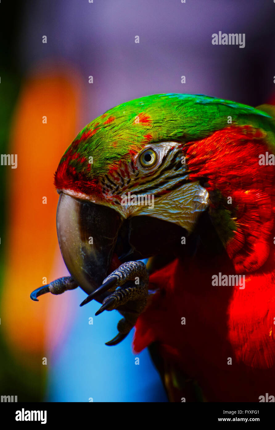 a photograph of a happy parot Stock Photo - Alamy