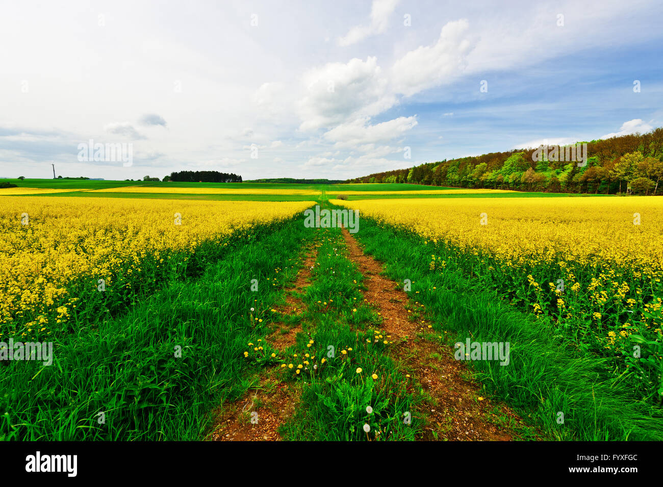 Overgrown road hi-res stock photography and images - Alamy