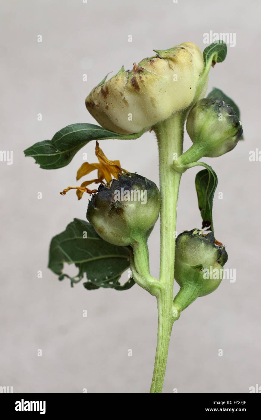 Deformed sunflower hi-res stock photography and images - Alamy