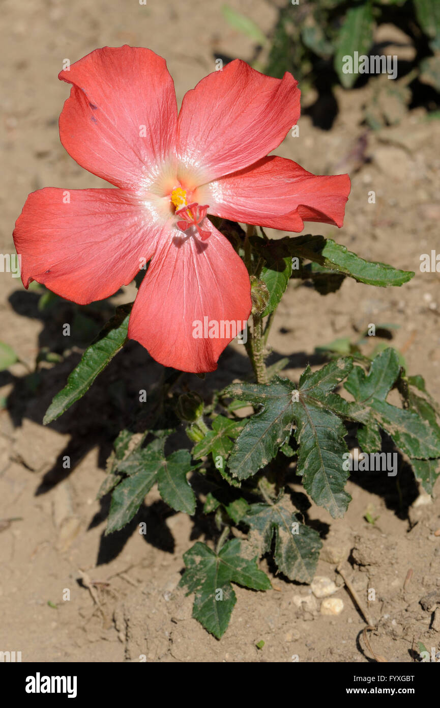 Abelmoschus moschatus in flower Stock Photo - Alamy