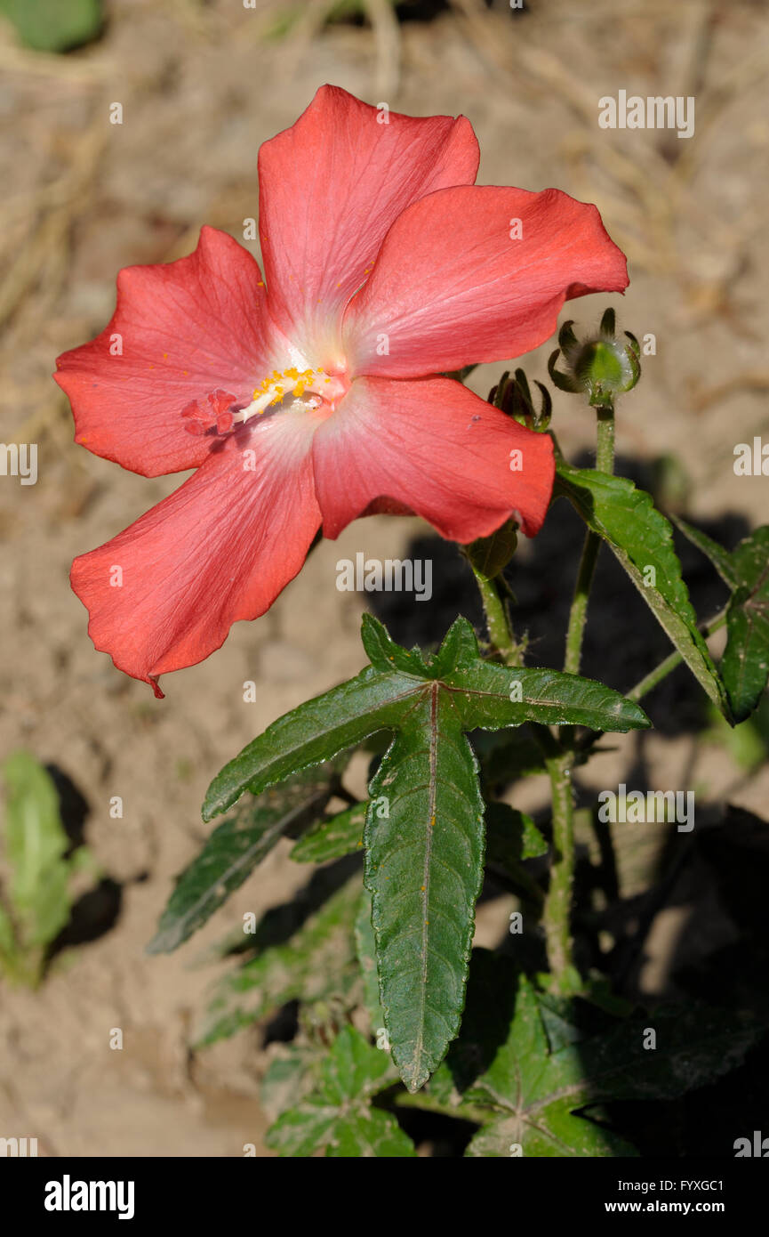 Abelmoschus moschatus in flower Stock Photo - Alamy