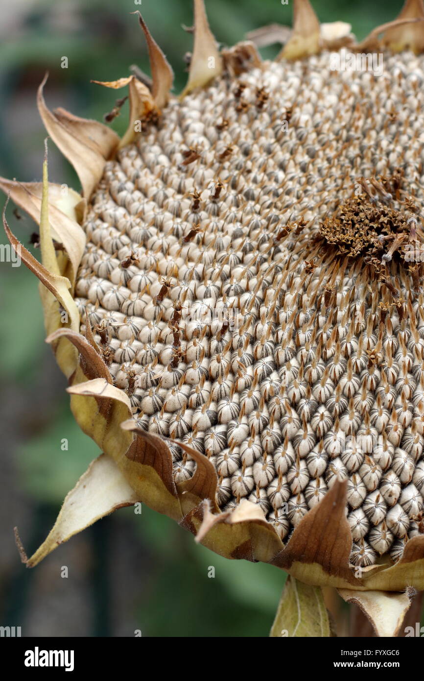 Close up of Fresh sunflower seeds on sunflower seed crown Stock Photo ...