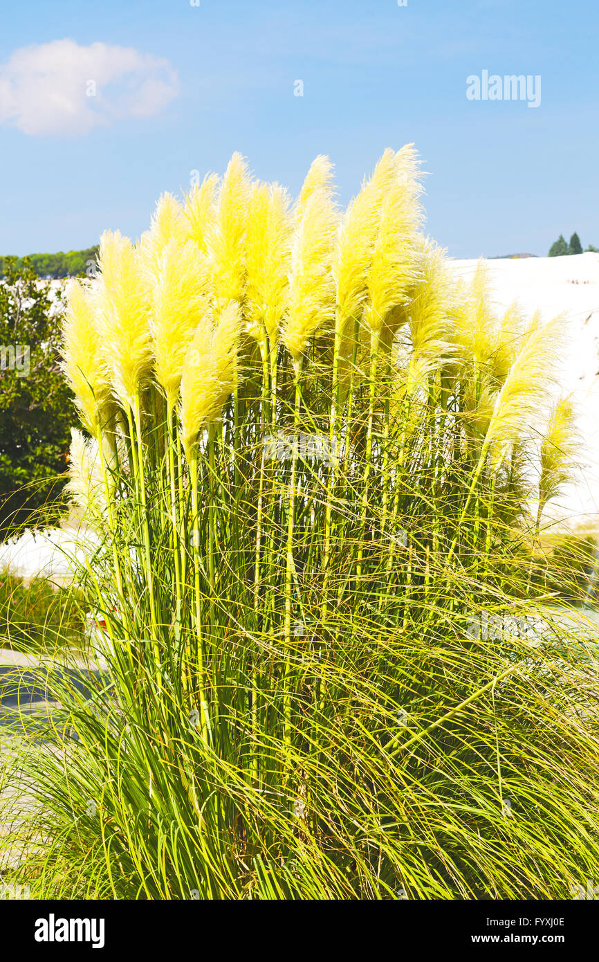 Unique flower formation hi-res stock photography and images - Alamy