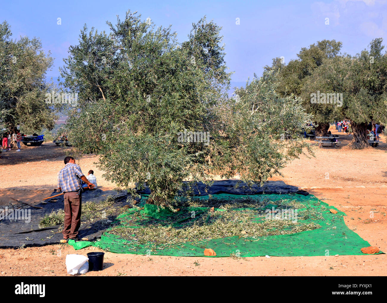 Harvest of olives, to pick, Galilee, Israel Stock Photo - Alamy