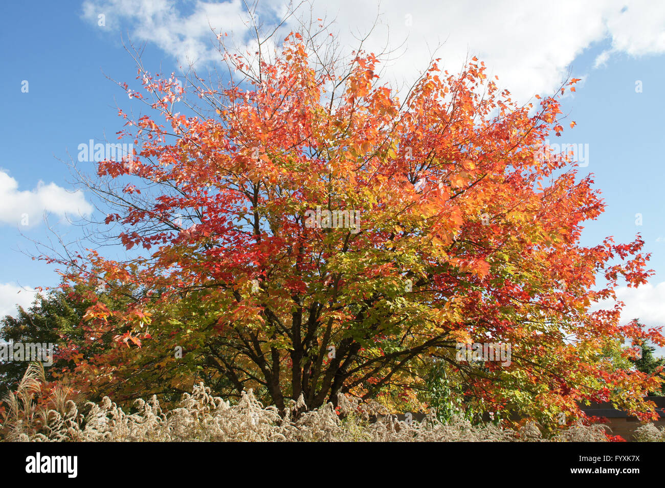 Acer rubrum leaves hi-res stock photography and images - Alamy