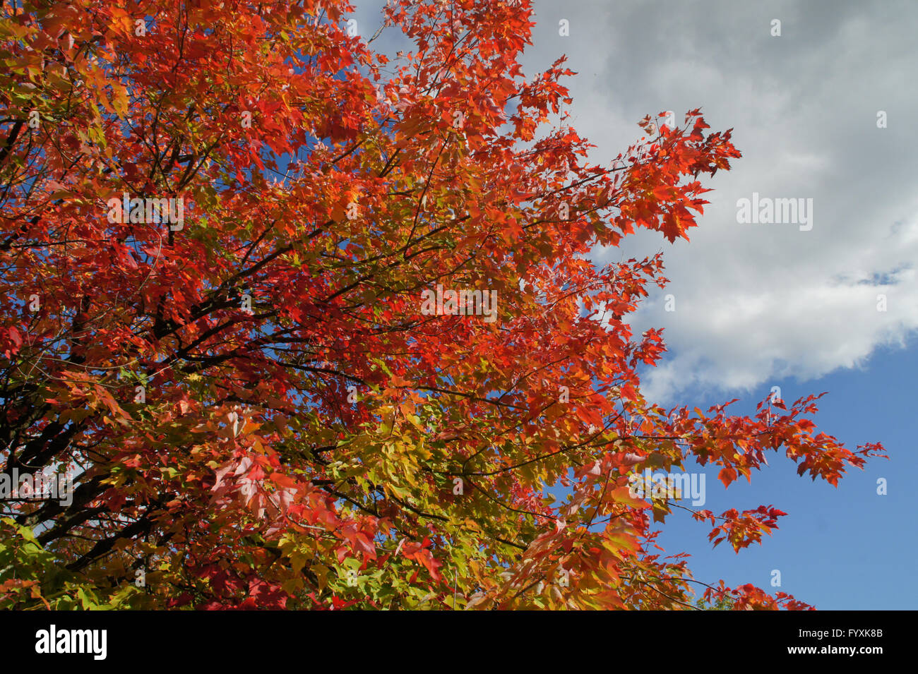 Acer rubrum, Red maple, autumn leaves Stock Photo - Alamy