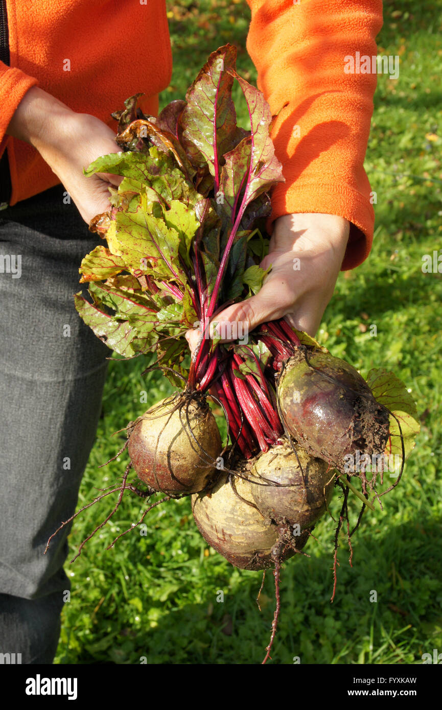 Beta vulgaris, Beet root, cooking Stock Photo - Alamy