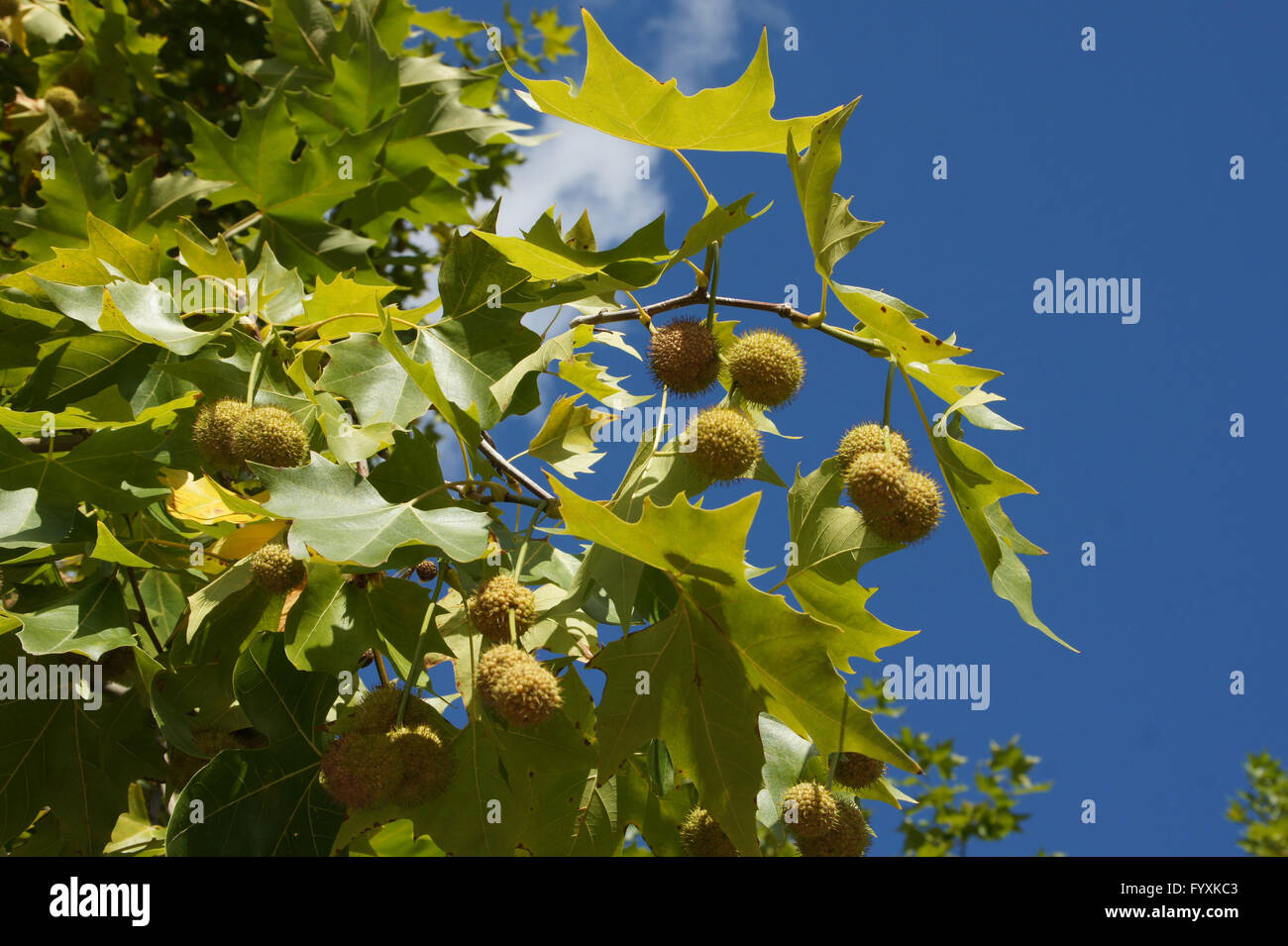 Platanus acerifolia, Plane tree Stock Photo - Alamy