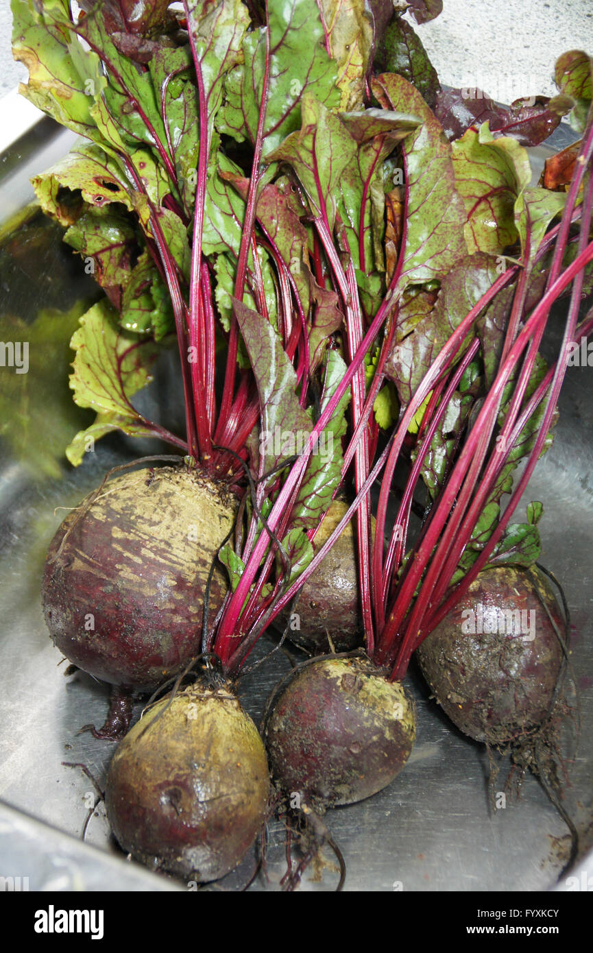 Beta vulgaris, Beet root Stock Photo - Alamy