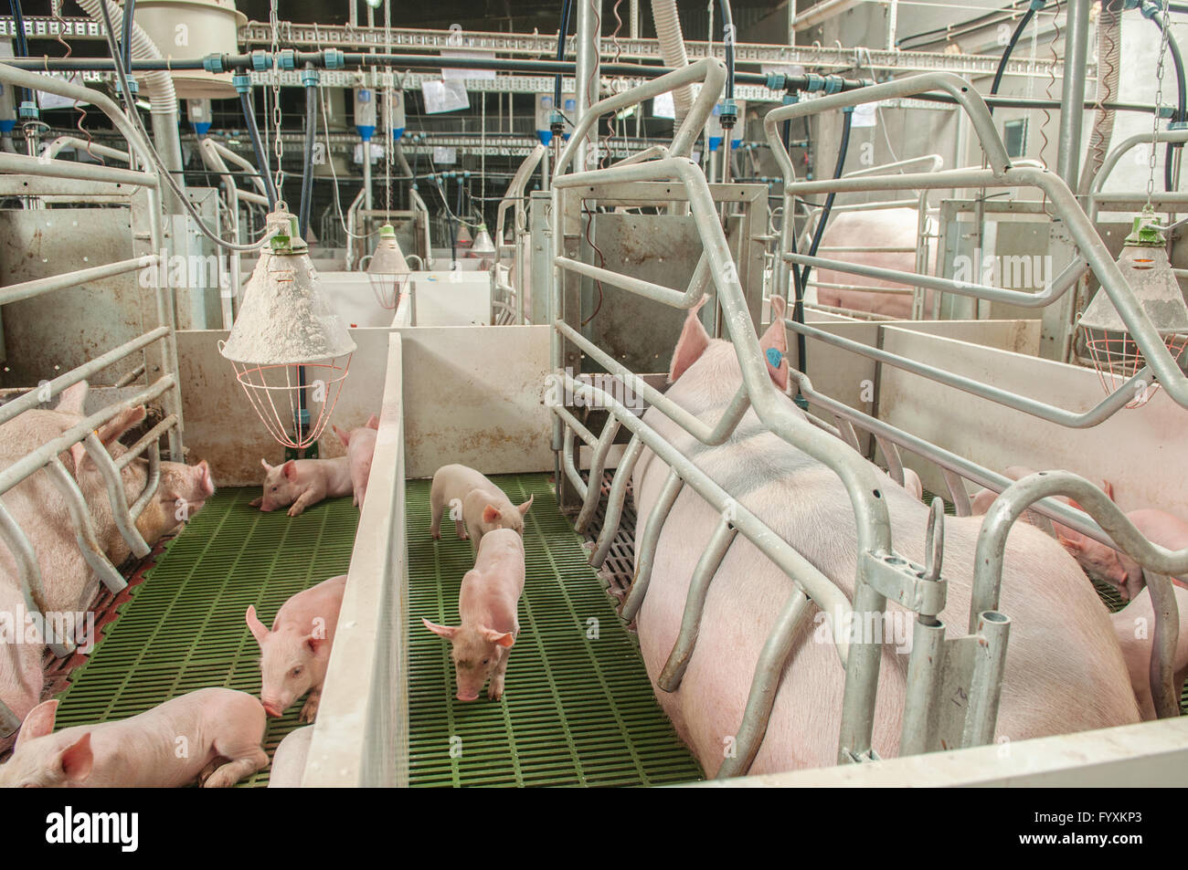 Pig nose plant hi-res stock photography and images - Alamy