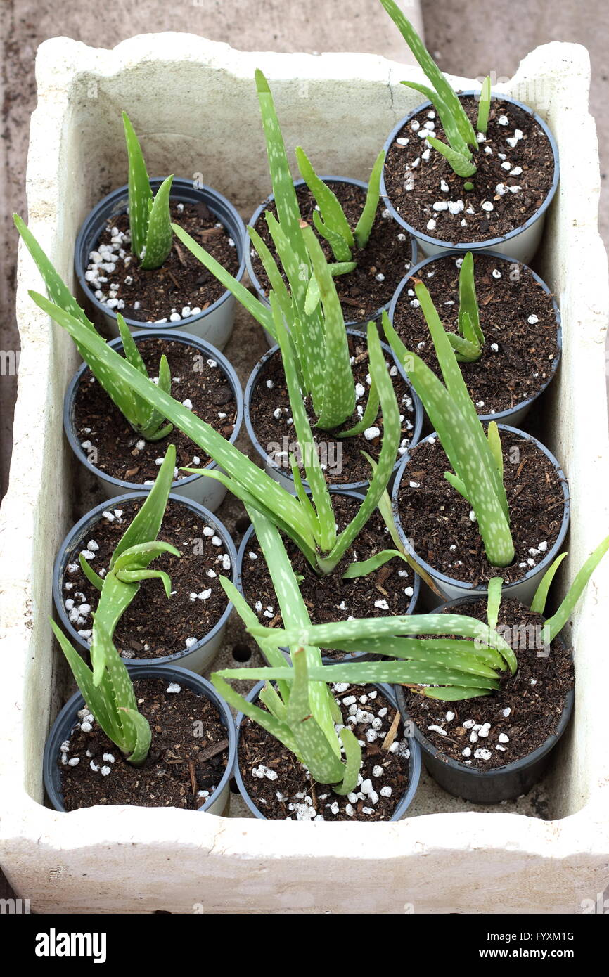 Close up or Aloe vera pups planted in small pots Stock Photo - Alamy