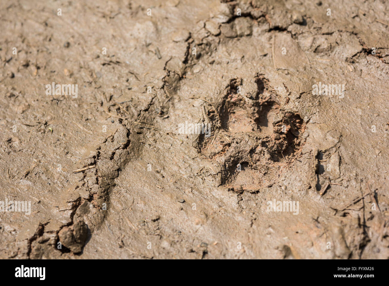 Wolf Tracks In Mud