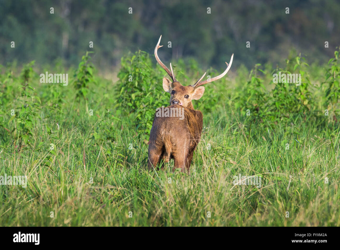 male hog deer live on the grass green field Stock Photo - Alamy