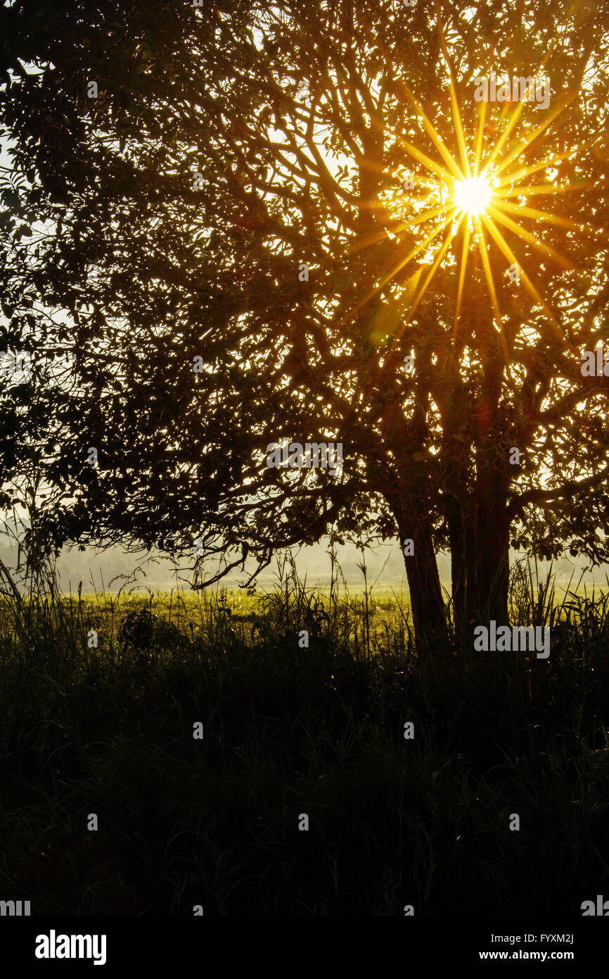 sunburst sun rays through the branches of tree silhouette summer ...