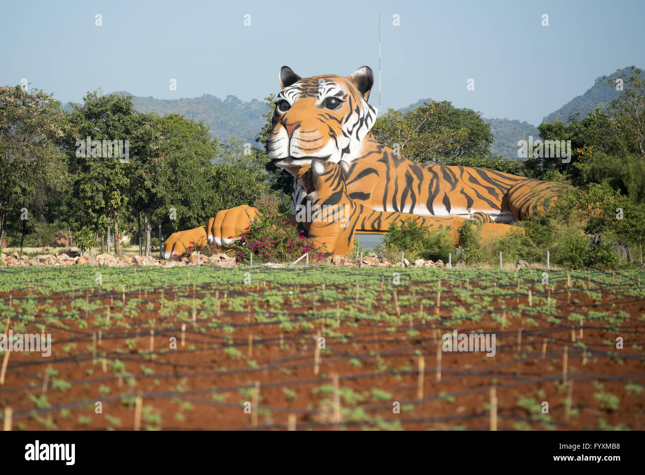 Tiger Temple Stock Photos & Tiger Temple Stock Images - Alamy