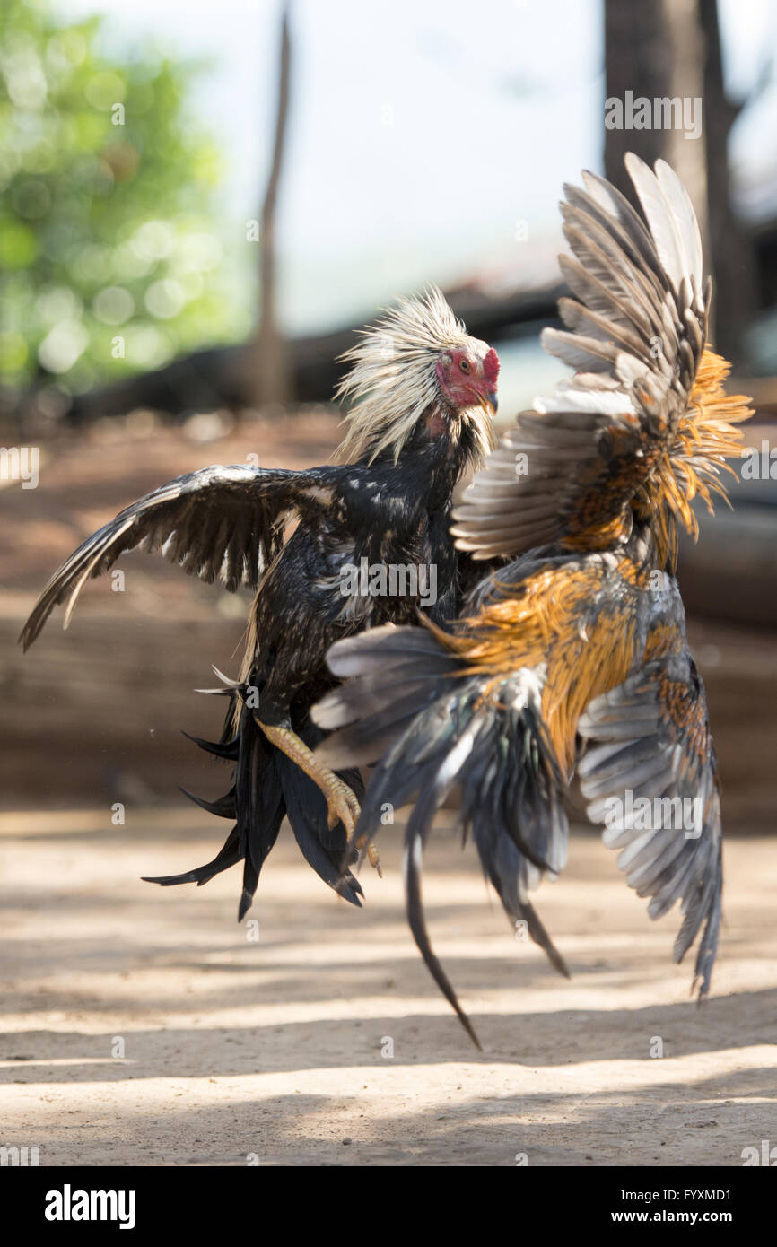 Thailand cook hi-res stock photography and images - Alamy