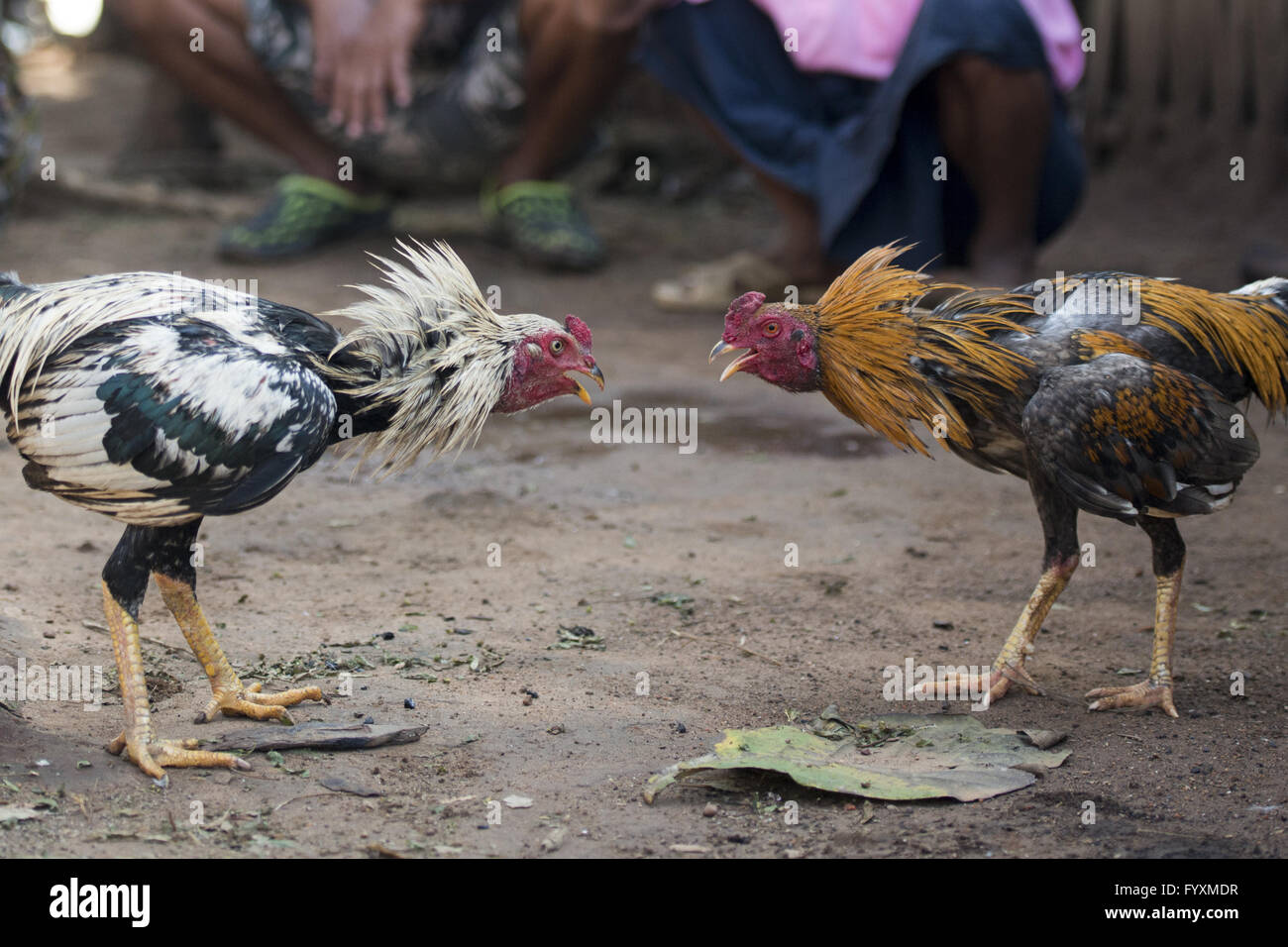 THAILAND KANCHANABURI SANGKHLABURI COOK FIGHT Stock Photo - Alamy