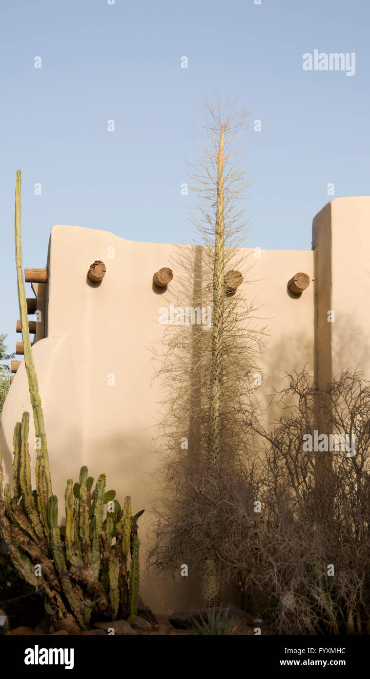Tall Cactus Plants Sonoran Desert High Resolution Stock Photography and ...