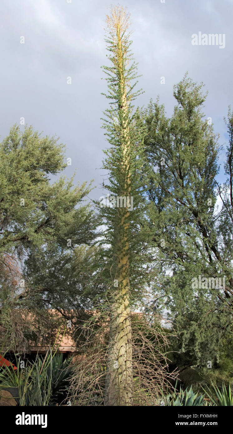 Boojum Tree Fouquieria columnaris Stock Photo - Alamy