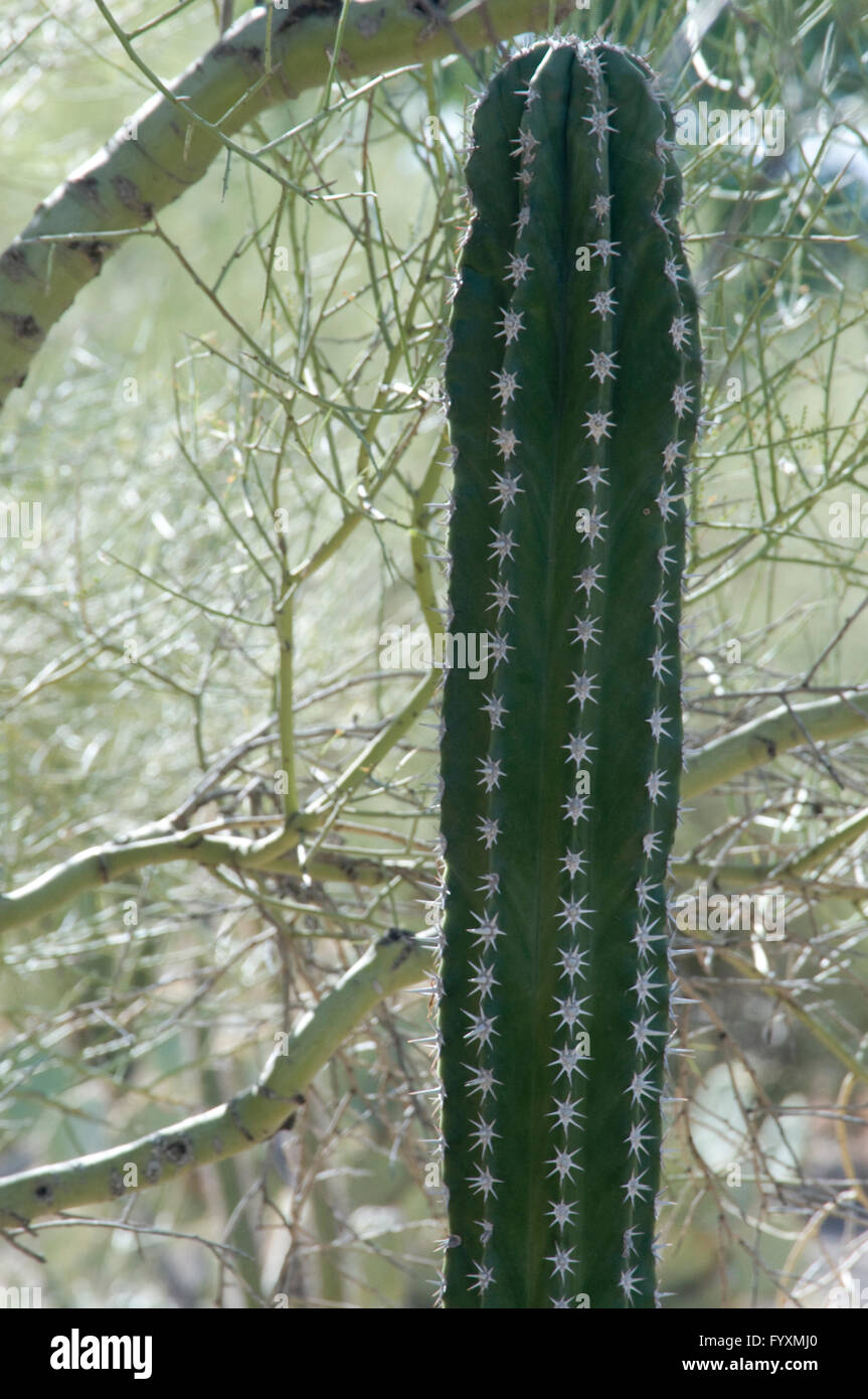Pachycereus pecten aboriginum Stock Photo - Alamy
