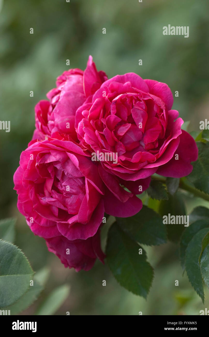 Ruby rose hi-res stock photography and images - Alamy