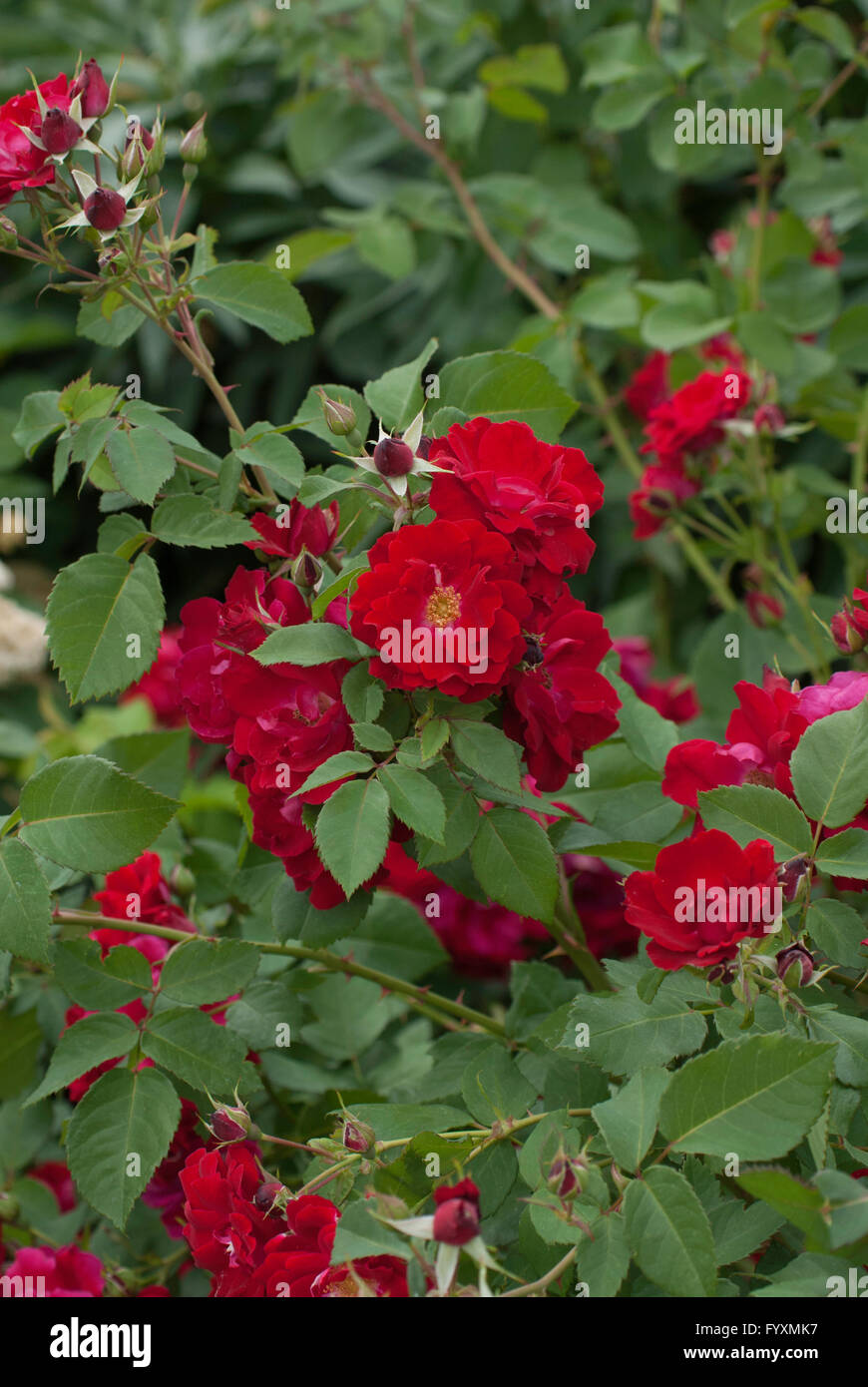 Rosa park champlain hi-res stock photography and images - Alamy