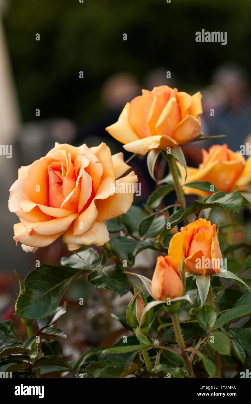 Rose,Rosa TOP NOTCH, floribunda Stock Photo - Alamy