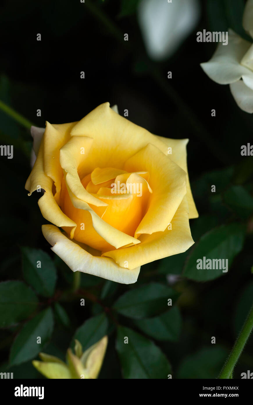 Rose, Rose CENTENNIAL, Bailey rose Stock Photo - Alamy