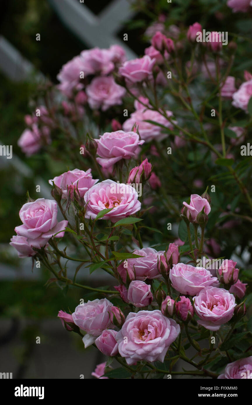Old shrub rose hi-res stock photography and images - Alamy