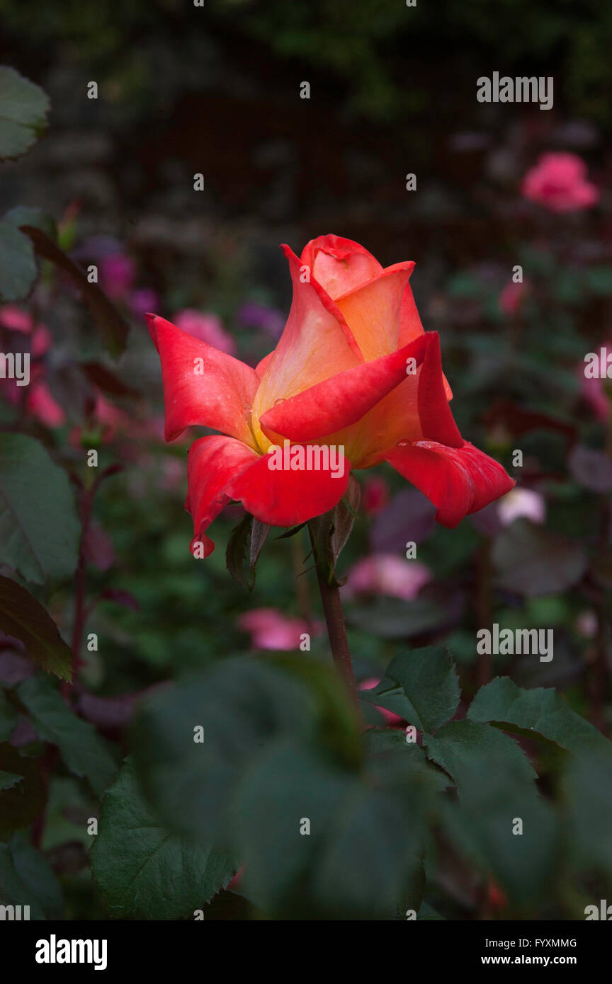 Grandiflora hi-res stock photography and images - Alamy