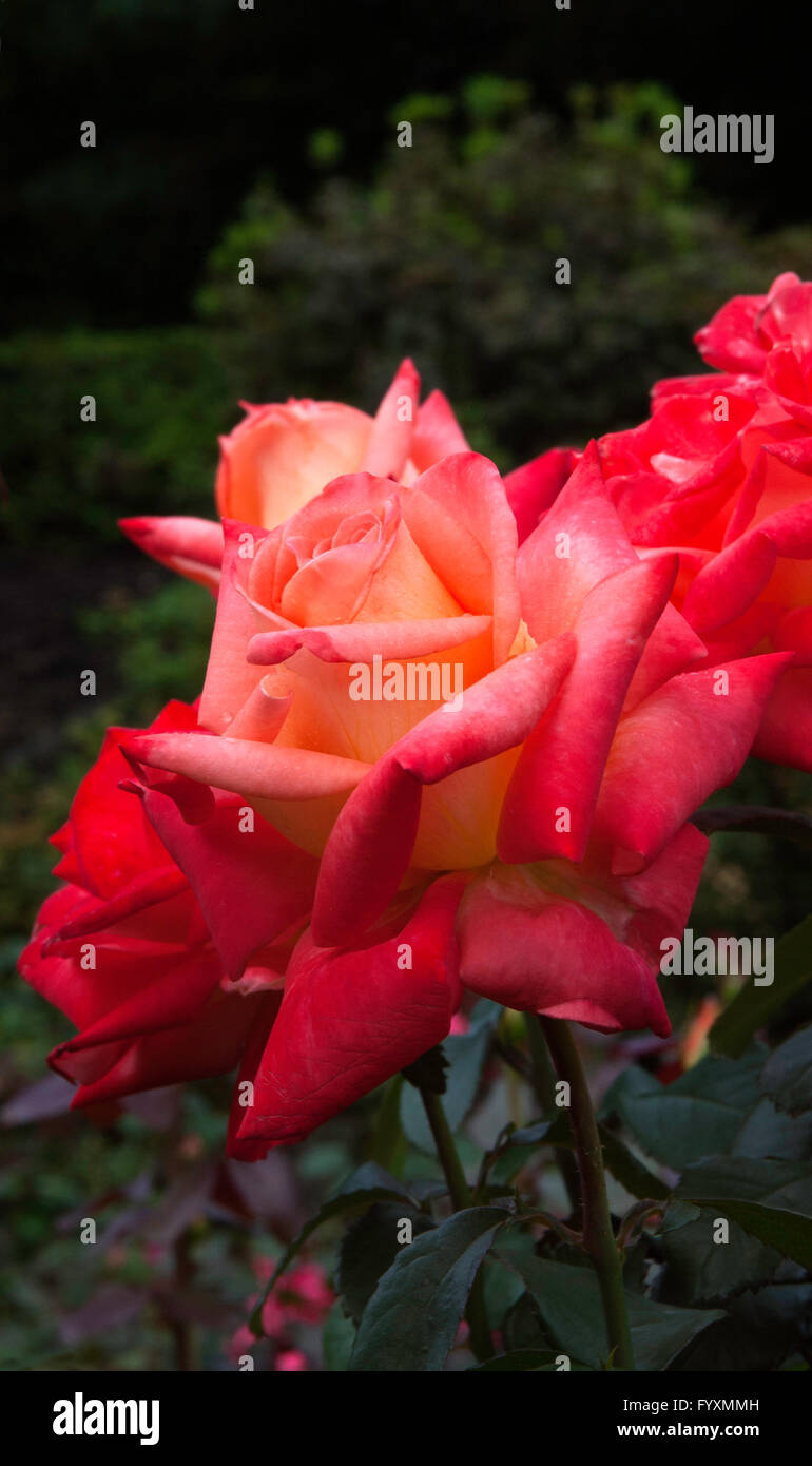 Gorgeous rose bush pink yellow hi-res stock photography and images - Alamy