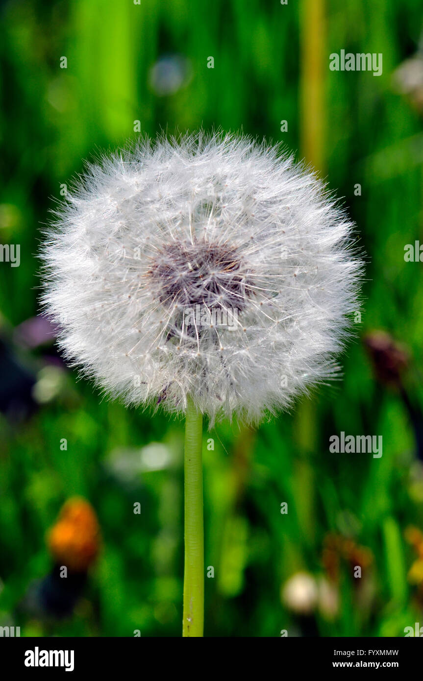 Dandelion seed hi-res stock photography and images - Alamy