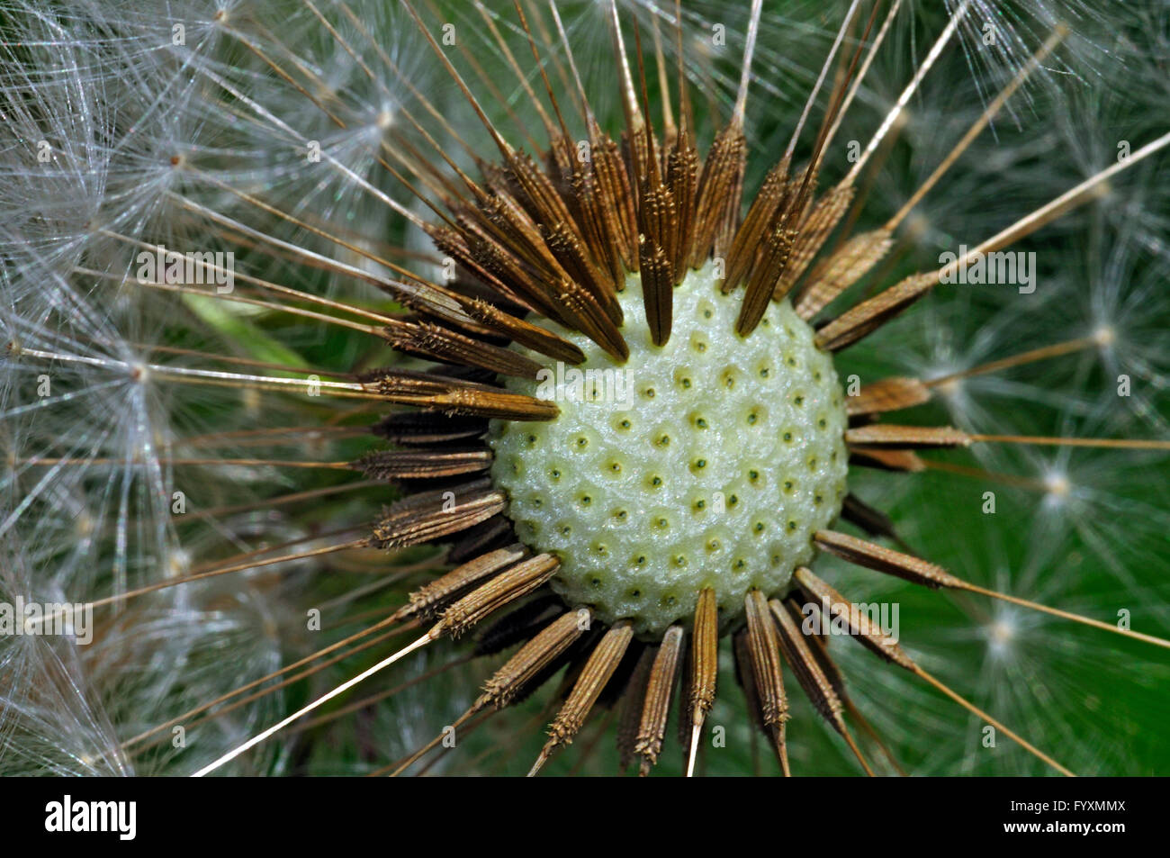 Dandelion seed hi-res stock photography and images - Alamy