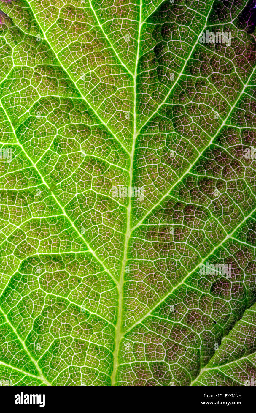 Green Leaf Close up Stock Photo - Alamy