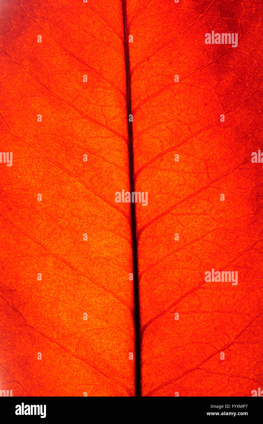 Red Leaf Close up Stock Photo - Alamy