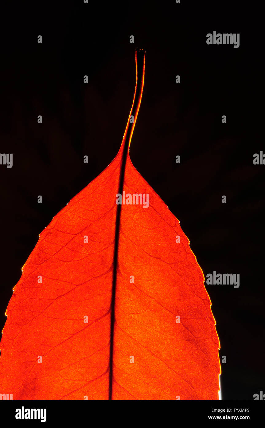 Red Leaf Close up Stock Photo - Alamy