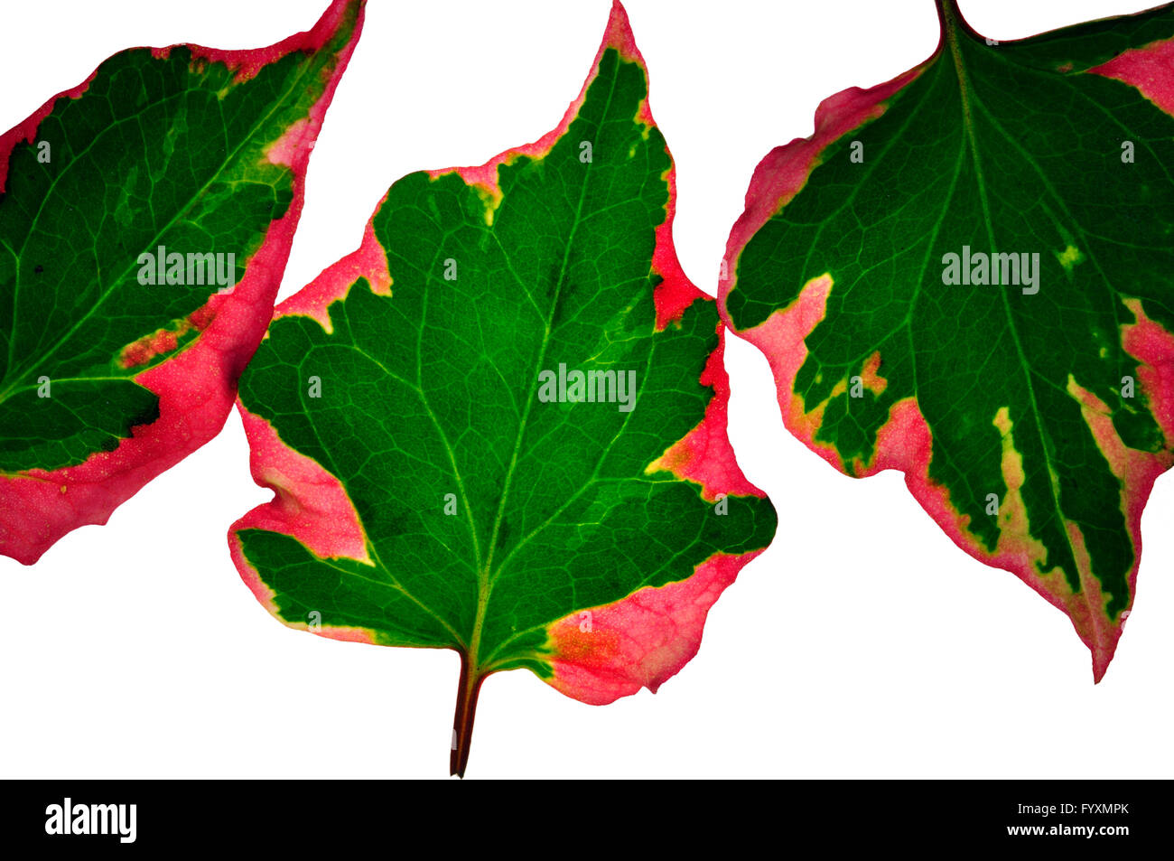 Light colored leaves hi-res stock photography and images - Alamy