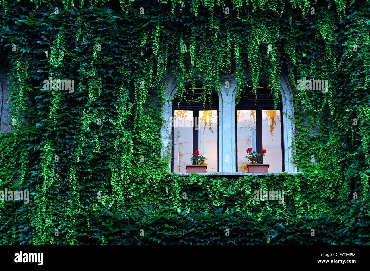 Ivy over wall hi-res stock photography and images - Alamy