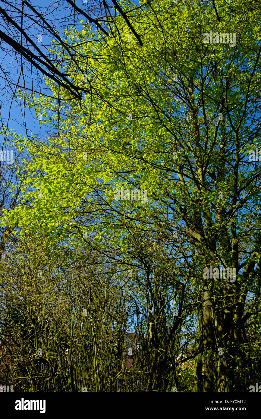 Spring lime tree hi-res stock photography and images - Alamy