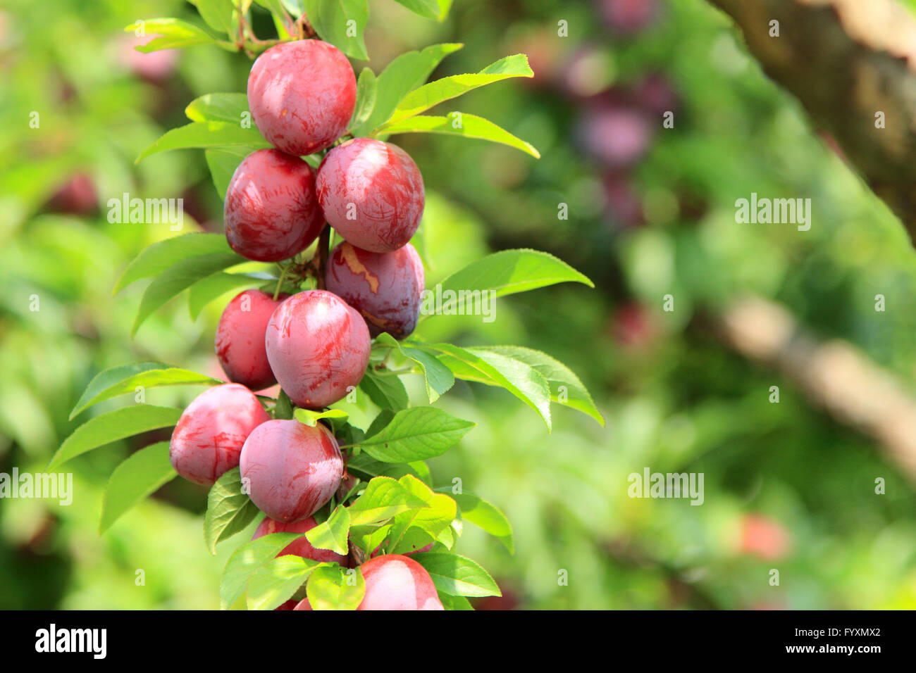 Fresh wild red plums hi-res stock photography and images - Alamy