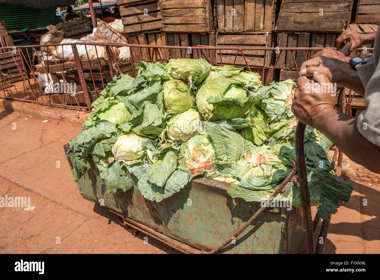 Two men pushing a trolley full of cabbage heads along a sidewalk at ...
