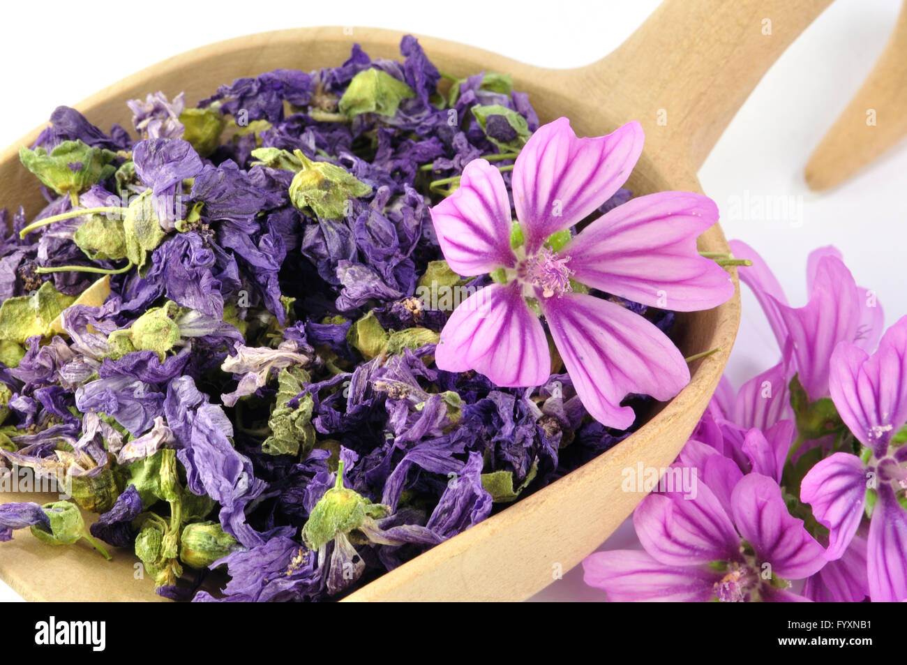 Dried Mallow Flowers Stock Photo - Alamy