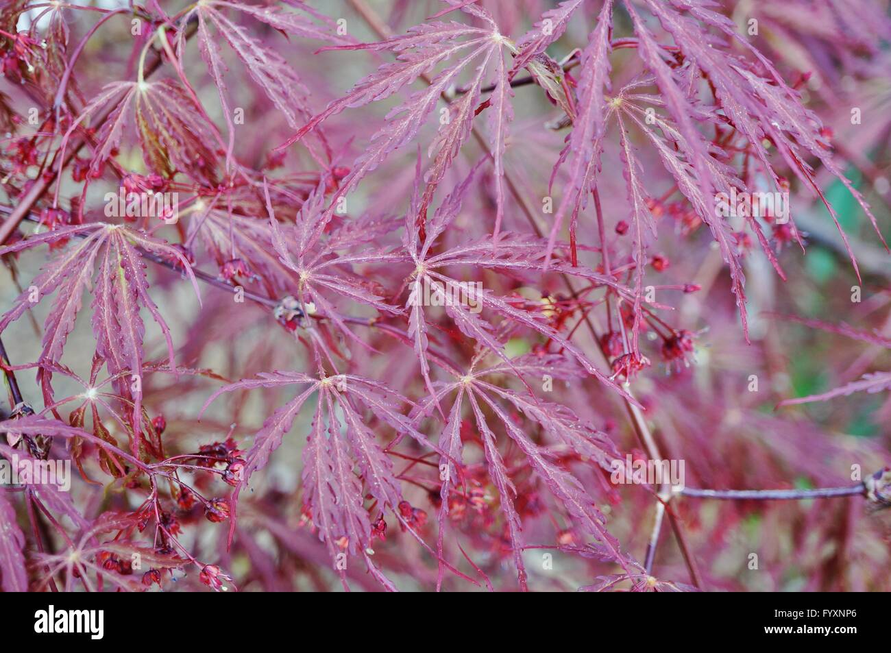 Red foliage of the weeping Laceleaf Japanese Maple tree (Acer palmatum ...