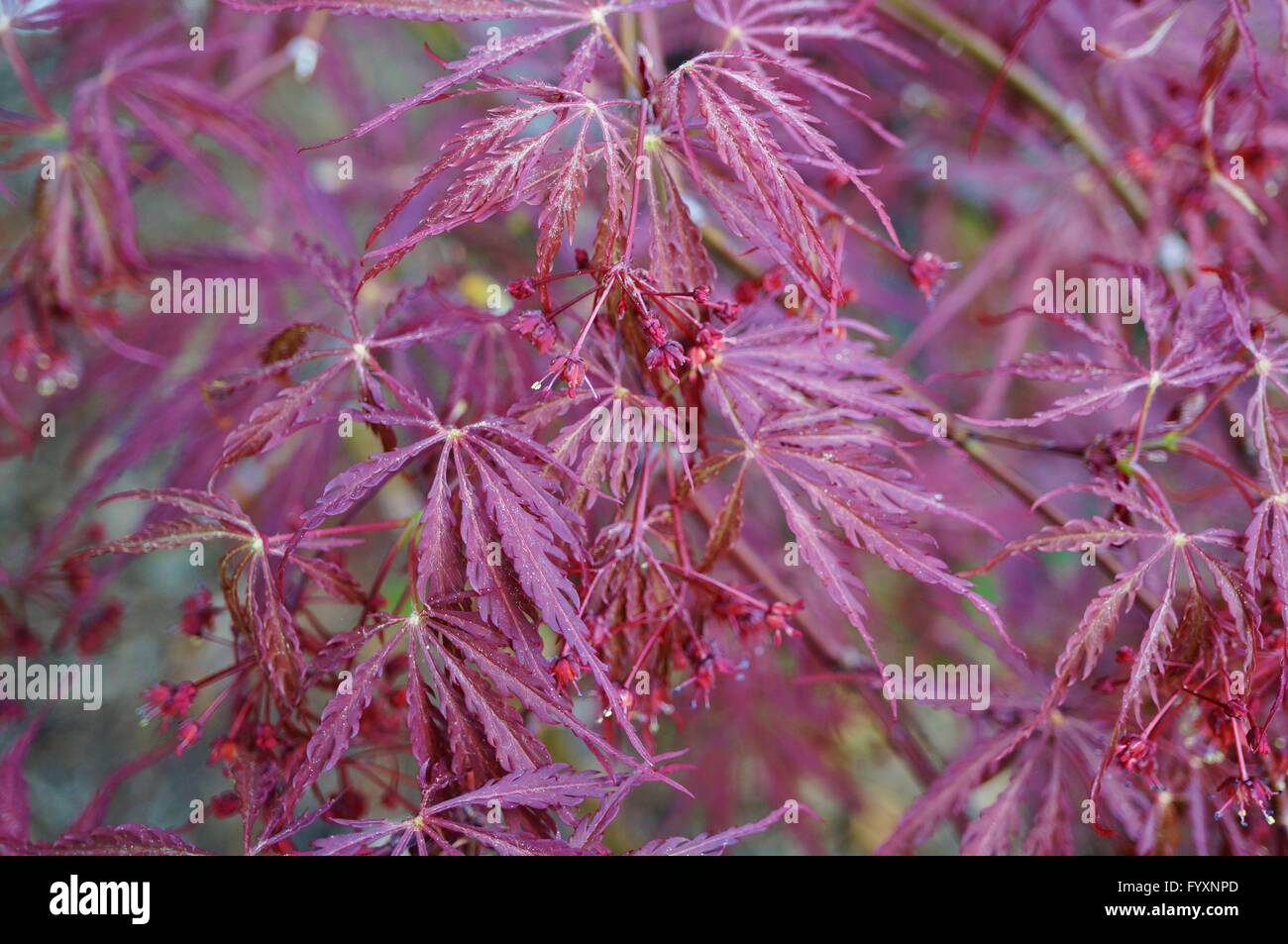 Red foliage of the weeping Laceleaf Japanese Maple tree (Acer palmatum ...