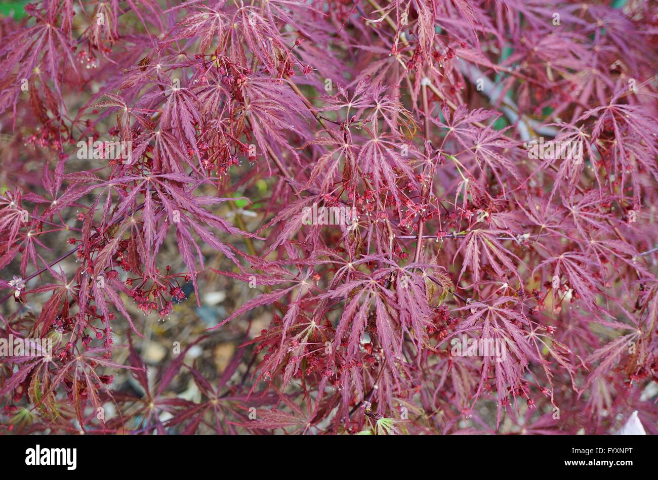 Red foliage of the weeping Laceleaf Japanese Maple tree (Acer palmatum ...