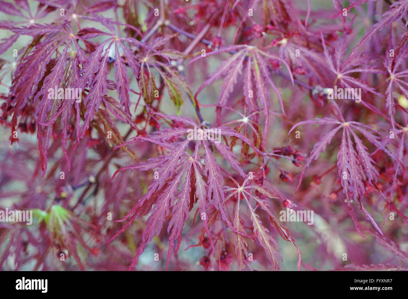 Red foliage of the weeping Laceleaf Japanese Maple tree (Acer palmatum ...